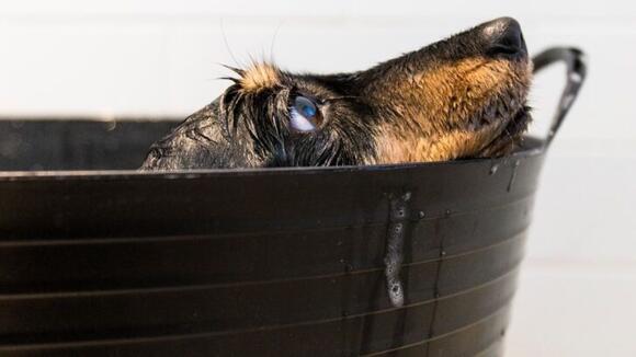 10 Biggest Grooming Mistakes People Often Make With Their First Dogs ...