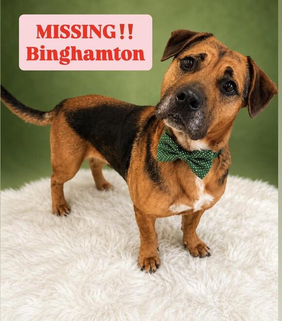 Missing Shelter Dog Last Seen Near Tompkins and Court - NewsBreak