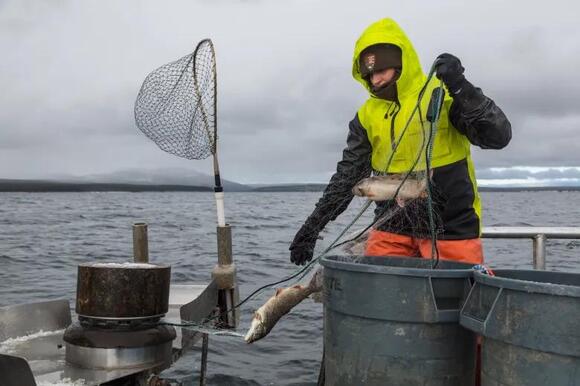 Studies: Climate change, lake trout could impede Yellowstone Lake ...