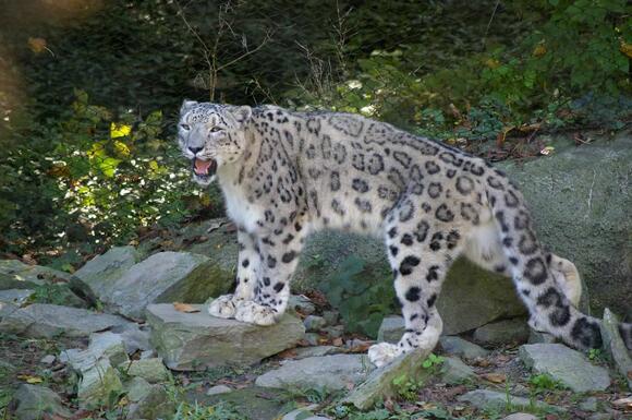 15 Unusual Predators That Hunt in Complete Darkness - NewsBreak