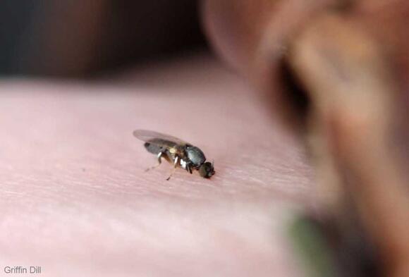 The secret weapon for combatting black flies
