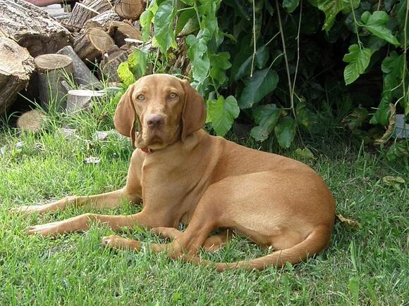 6 Velcro Dog Breeds That Never Leave Your Side - NewsBreak
