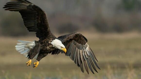 13 Birds of Prey With Unbelievable Hunting Tactics - NewsBreak