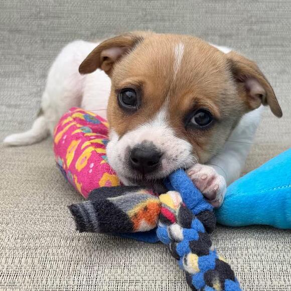 🐶 Playful Puppies & Loving Dogs Ready for Adoption in Crystal, MN ...