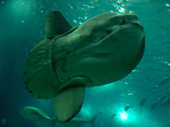 Flat, Round, and Full of Parasites: Inside the Bizarre Life of a ...