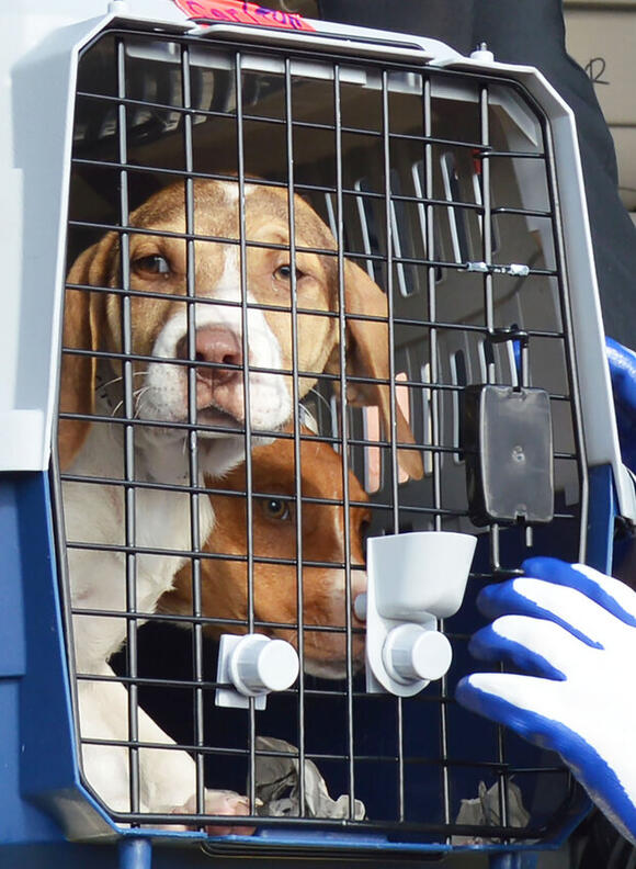 SPCA offering free canine influenza, distemper shots at Delaware ...