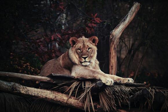 How Technology Is Helping Protect Endangered Big Cat Species - NewsBreak
