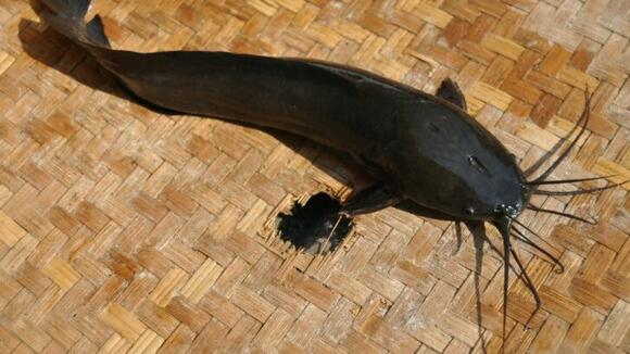 This Fish Can Survive on Land for Months—Here’s How - NewsBreak
