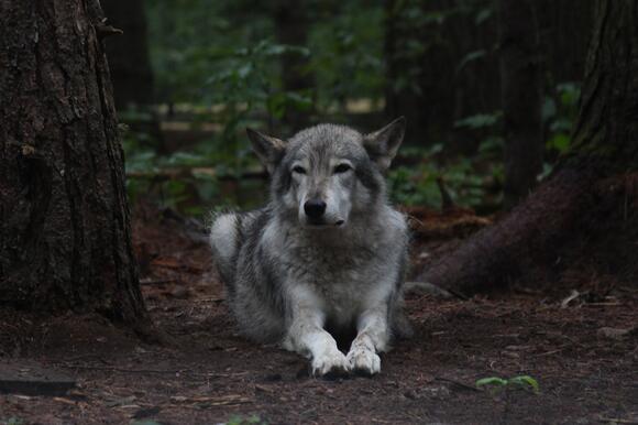 What to Do If You See a Wolf in Your Backyard - NewsBreak