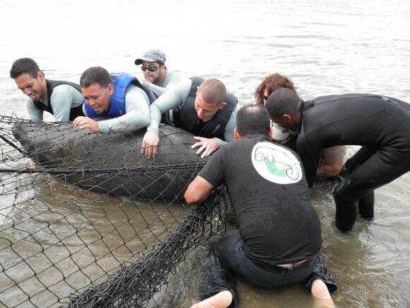 How Florida’s Manatees are Fighting for Survival - NewsBreak