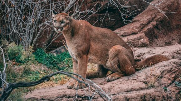 Why mountain lion sightings are being reported more often - NewsBreak