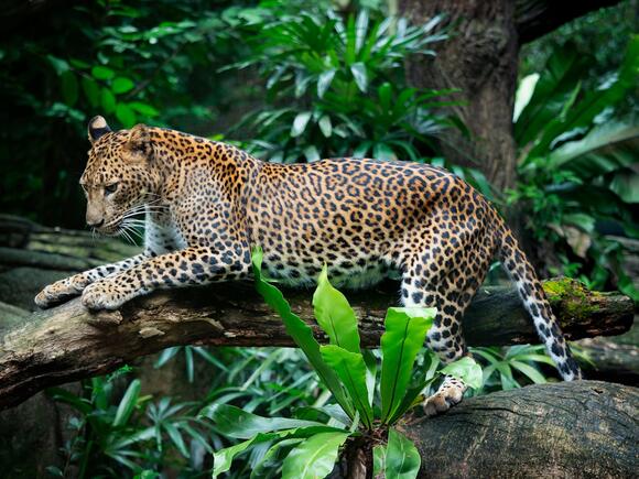 5 Big Cat Species That Are Masters of Camouflage - NewsBreak