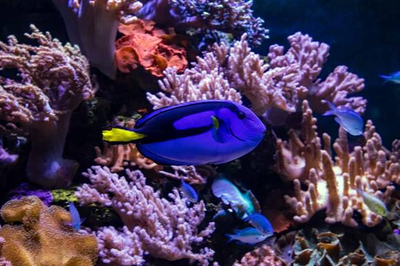 What Kind of Fish Is Dory? Real Species Explained - NewsBreak