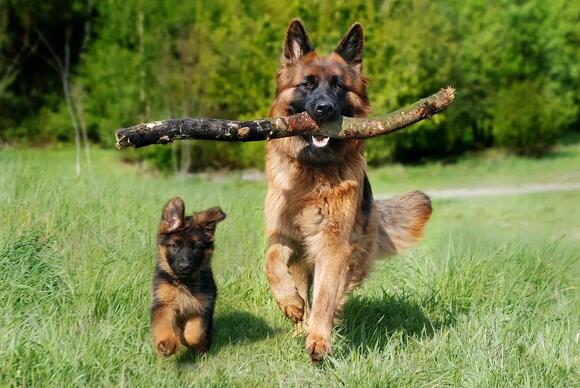 13 Things Experienced Dog Breeders Quietly Wish They Could Tell Every ...