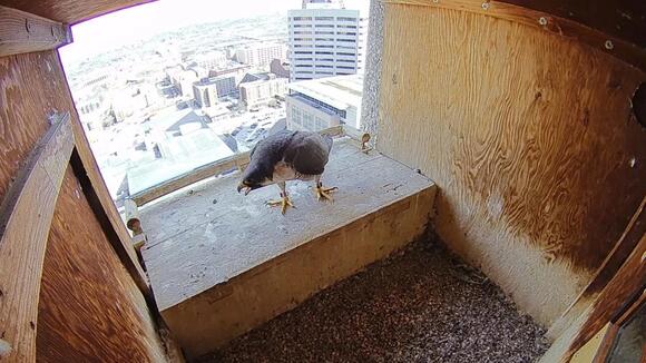 New, Improved Minnesota DNR FalconCam Is Now Live - NewsBreak