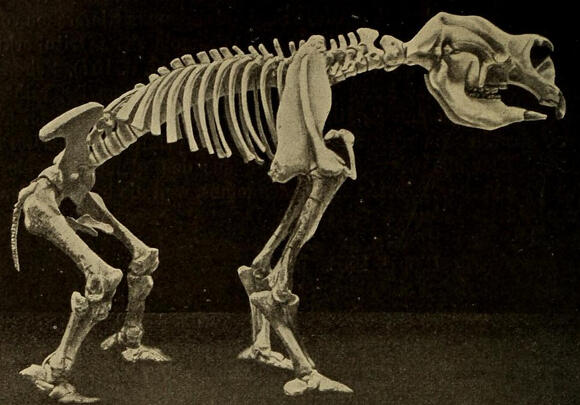 Diprotodon Was Like a Giant Wombat-Cow Hybrid — And It Roamed Australia ...