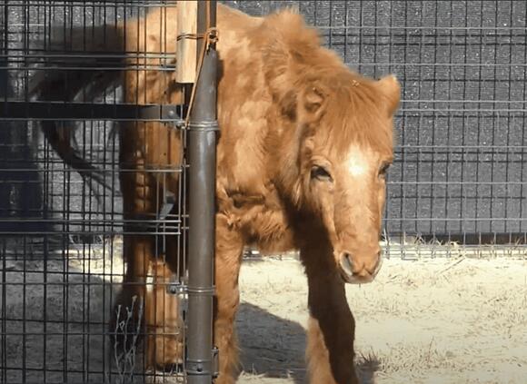 Small but Mighty Horses Showing the Magic of Miniature Breeds - NewsBreak