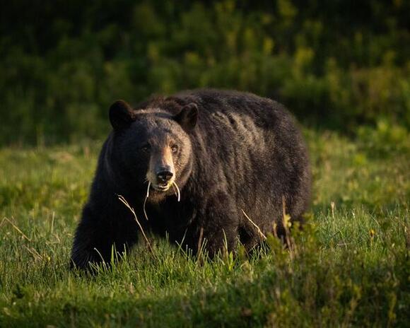 Dad survives 500lb black bear attack after beast tries to 'eat him like ...