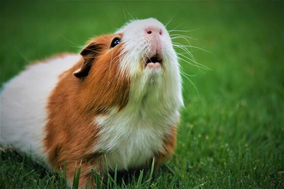 How to Spot Loneliness in Small Pets Like Guinea Pigs and Rabbits ...