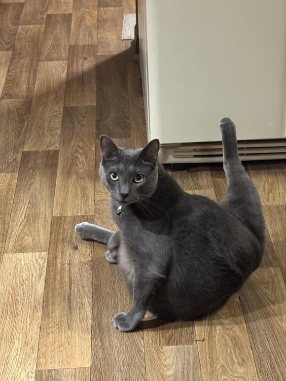 🐱 Gentle Gray Cats Ready for Adoption in Demorest, GA - NewsBreak