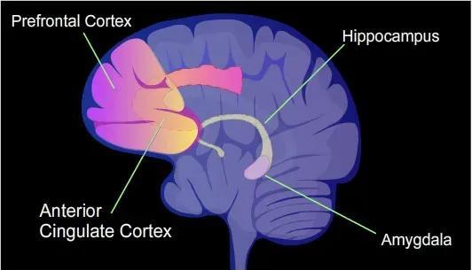 Why Do We Forget Things? The Science of Memory Loss - NewsBreak