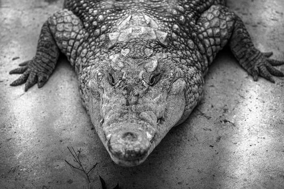 Ancient African Legends and Myths Featuring the Powerful Crocodile ...