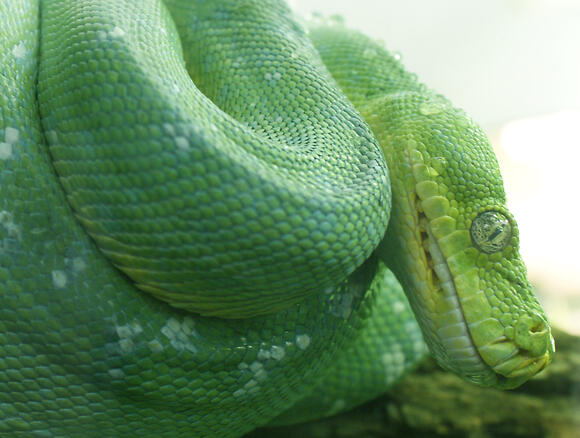 10 Essential Care Tips for the Beautiful Green Tree Python - NewsBreak