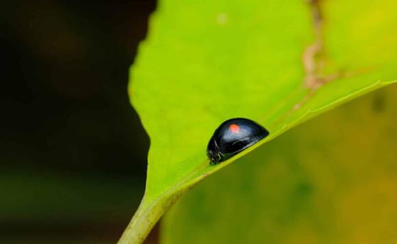 10 Different Colors Of Ladybugs (Rarest to Most Common) - NewsBreak
