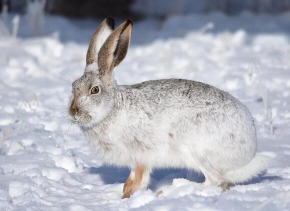 5 Wild Rabbit Species You’ll See in Denver (With Photos & ID Tips ...