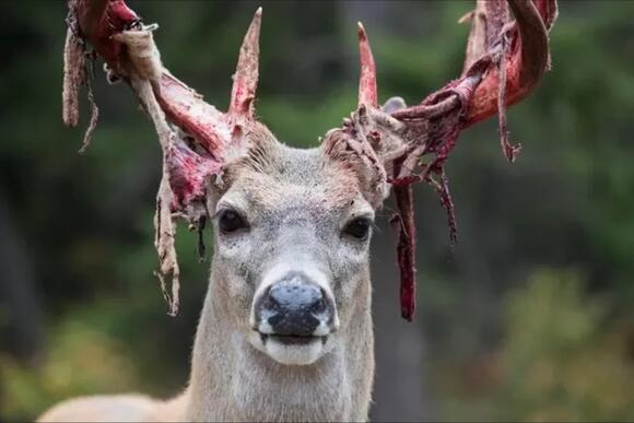Skinwalker or Diseased Deer? The Legend of the 'Not Deer' Continues in ...