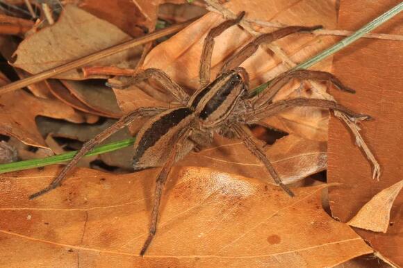 The Biggest Spiders in Oklahoma: Identification and Facts - NewsBreak