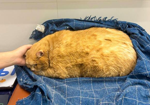 World’s fattest cat, Crumbs, dies weeks after going to a feline fat ...