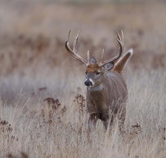 The Largest Whitetail Deer Ever Caught in Maryland - NewsBreak