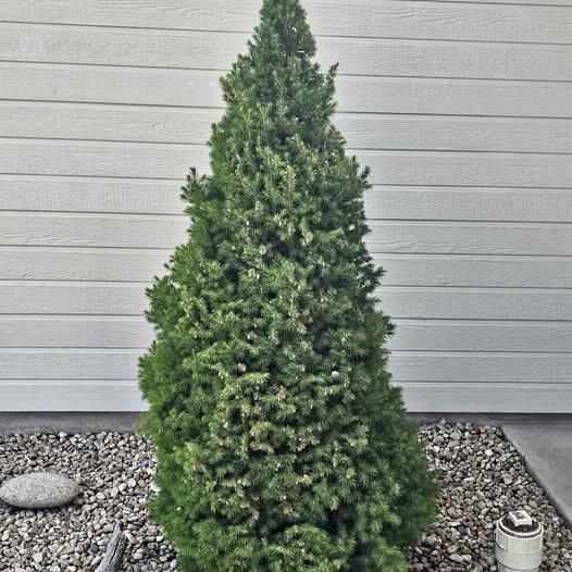 🎁 Freebies Up for Grabs in Nampa — From Plants to Appliances - NewsBreak