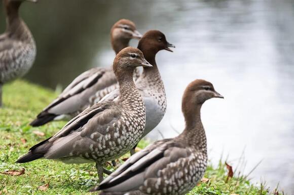 Duck Hunting Laws in Michigan: Seasons, Licenses, Limits, and Zones ...