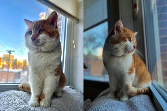 Photos of Adopted Stray Cat With ‘Huge Cheeks’ Goes Viral on Reddit ...