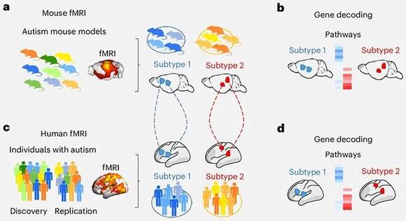 Scientists Identify 2 Distinct Subtypes of Autism in The Brain - NewsBreak