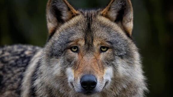 The Wild Comeback of America’s Wolves – and Why It Matters - NewsBreak