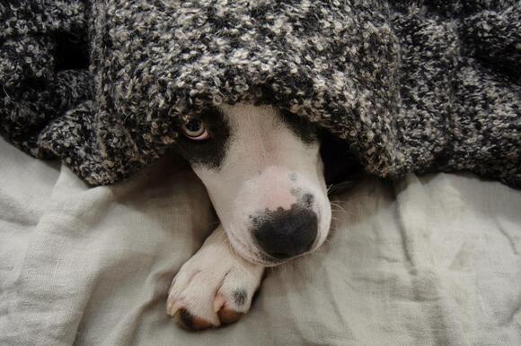 Pets Sensing Evil Beings In Utah Homes: Insights From A Catholic ...