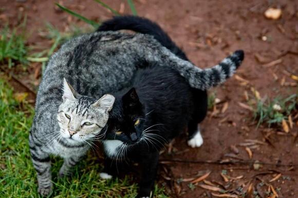 10 Social Media Trends Every Cat Influencer Is Jumping On - NewsBreak