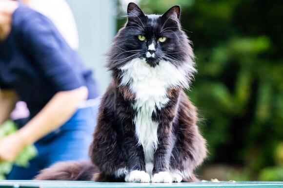 ‘Cat of the year’ crowned as rescue pet who comforts trafficking victims