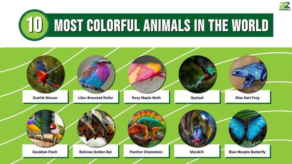 Top 10 Most Colorful Animals in the World - NewsBreak
