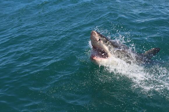 10 Most Dangerous Shark-Infested Waters Around the World - NewsBreak