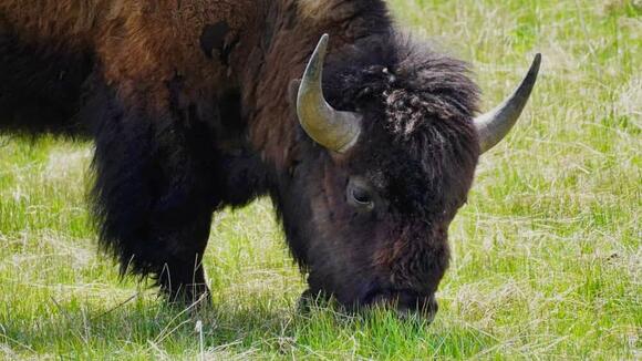 The Sacred Buffalo in Plains Indian Traditions - NewsBreak