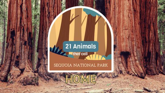 21 Animals That Call Sequoia National Park Home - NewsBreak