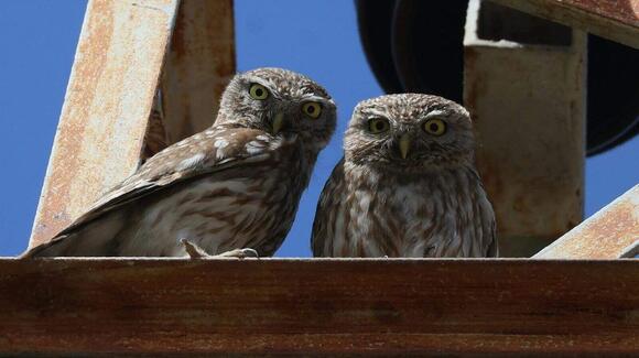 15 Amazing Facts About Owls That Sound Made Up (But Are Not) - NewsBreak