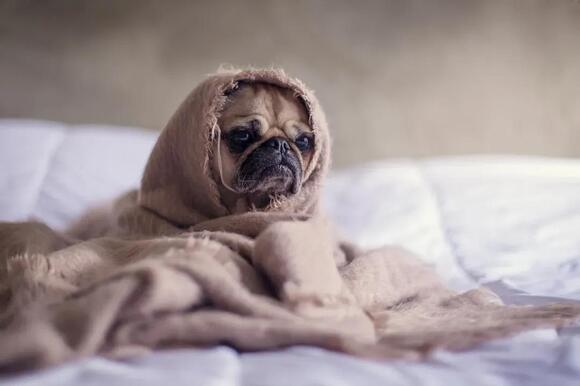 13 Things Dogs Do in the Last 24 Hours Before They Cross the Rainbow ...