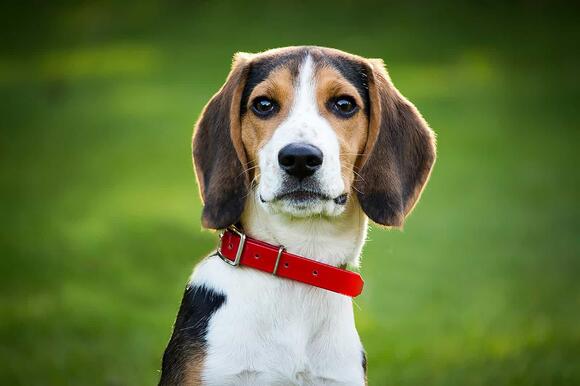 10 US Animal Shelters That Are Revolutionizing Dog Rescue - NewsBreak