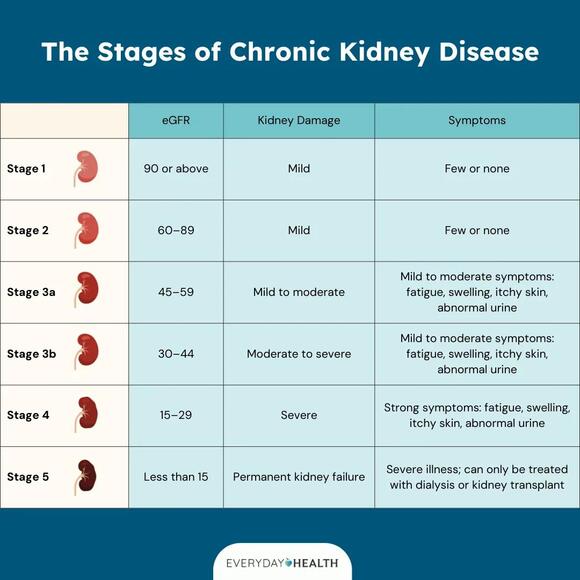 Decoding Your IgAN Lab Results to Predict Future Kidney Health - NewsBreak