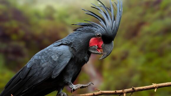 Baby Palm Cockatoo at San Antonio Zoo Is Rocking the Cutest Little Mohawk